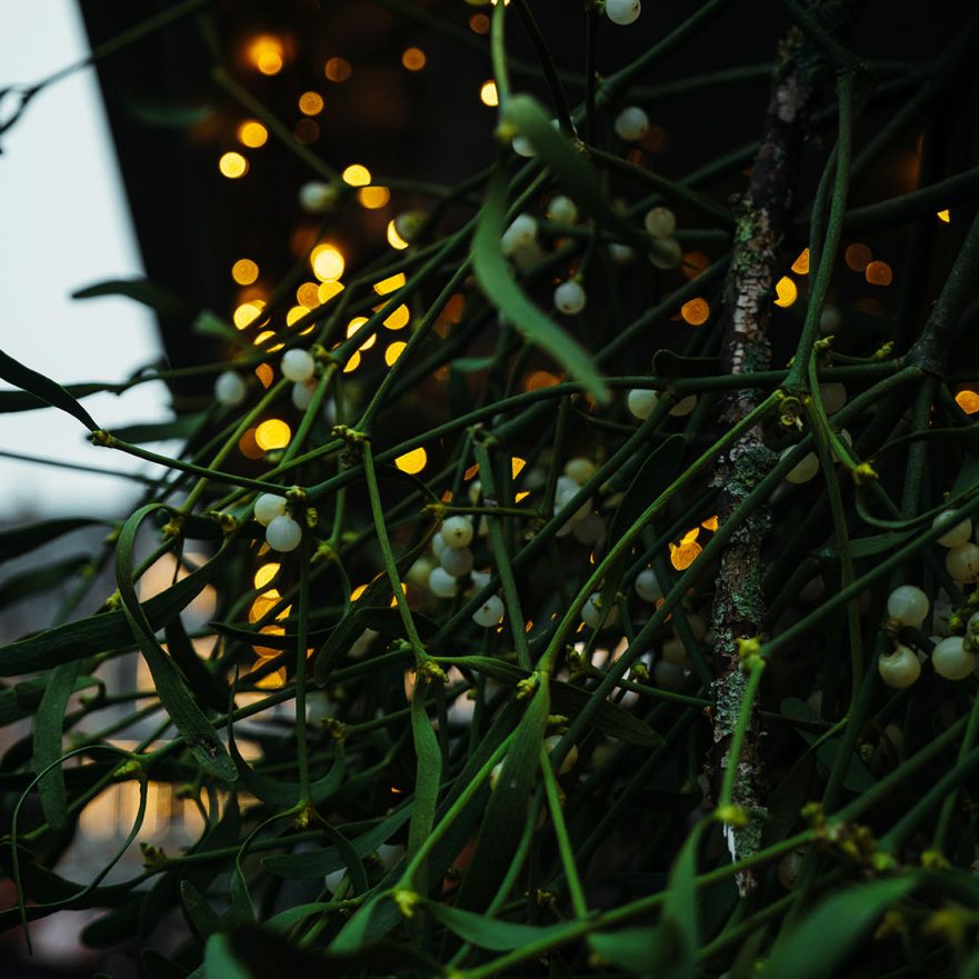 Beginner's Guide To Mistletoe: History and Traditions of Mistletoe