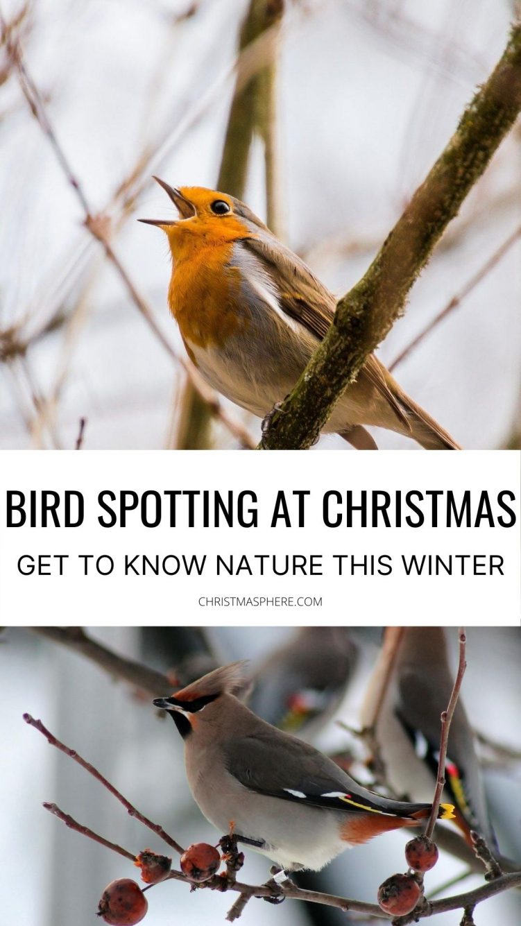 Bird Spotting At Christmas | Experience Christmas in Nature