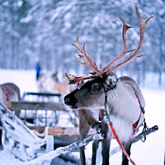 Christmas Reindeers: How They Became a Christmas Mascot