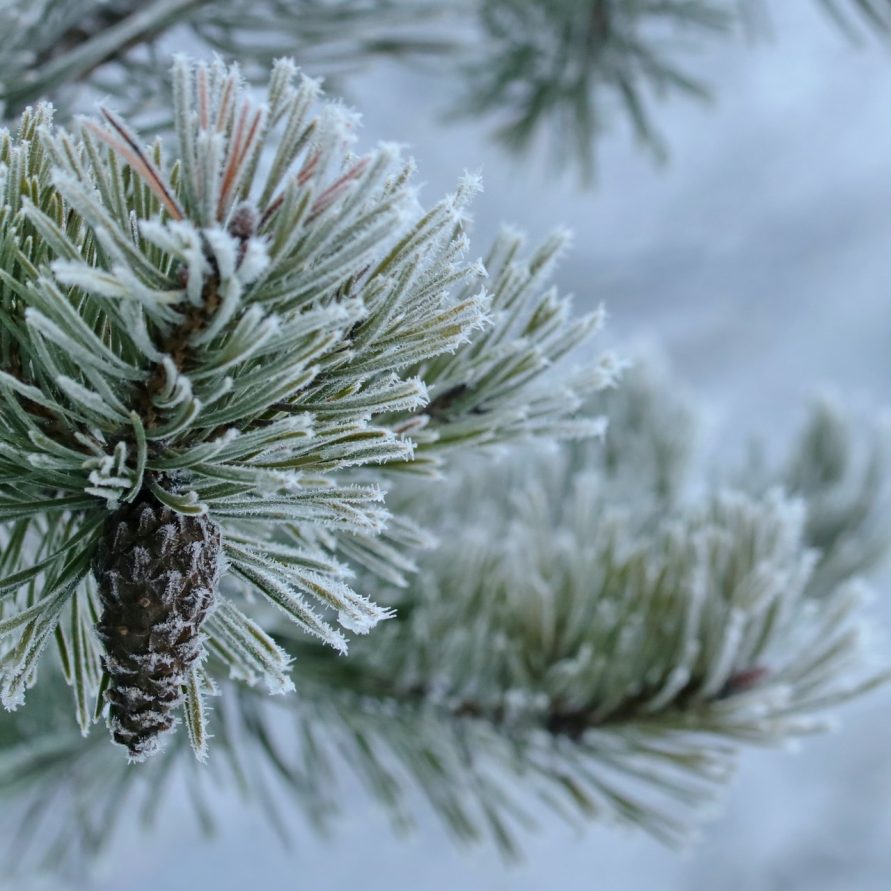 Halloween Quiz - 50 Spooky Questions and Answers