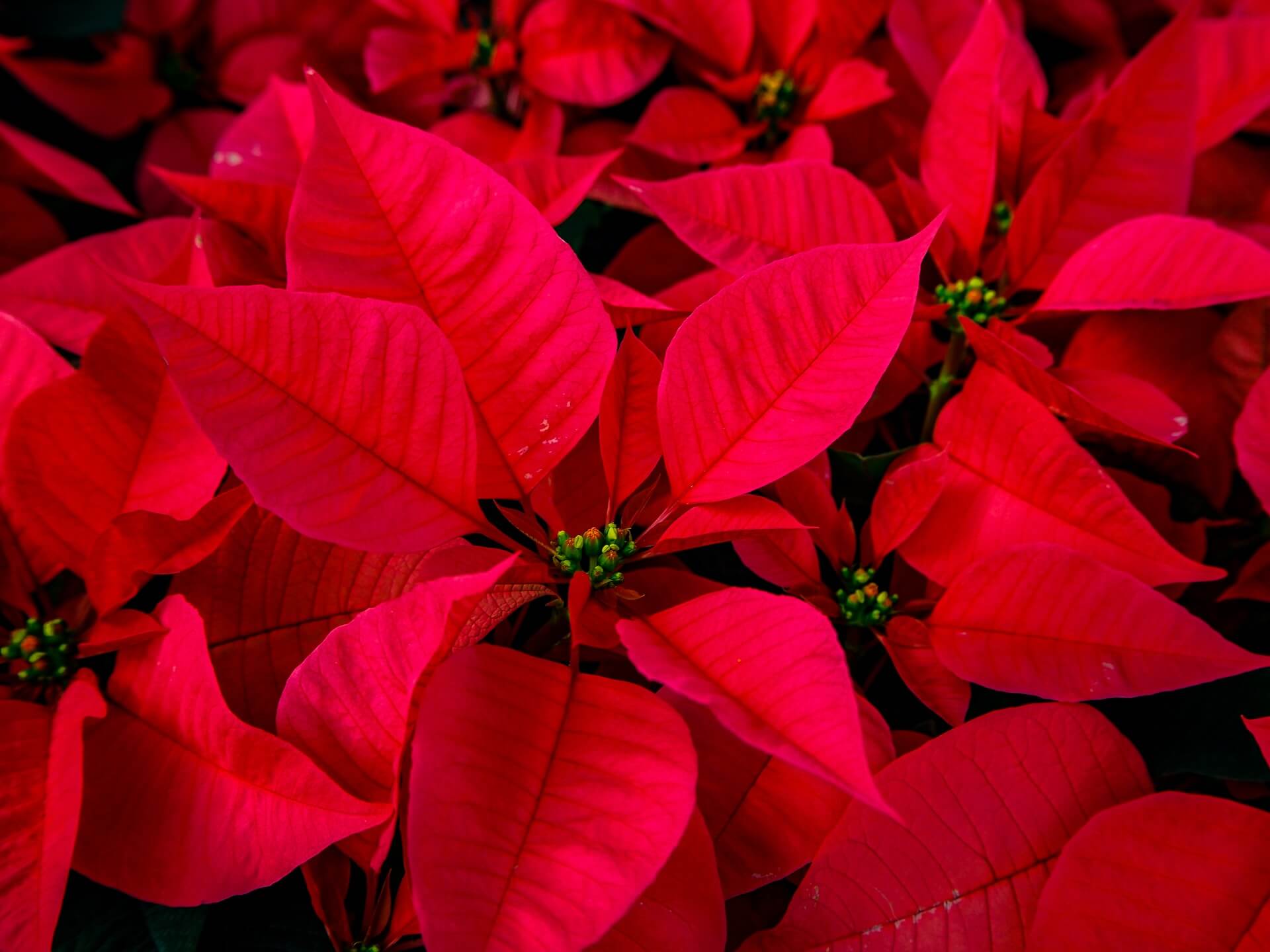 Poinsettias: Vibrant Christmas Tradition of Red Plant: Red Christmas Flower
